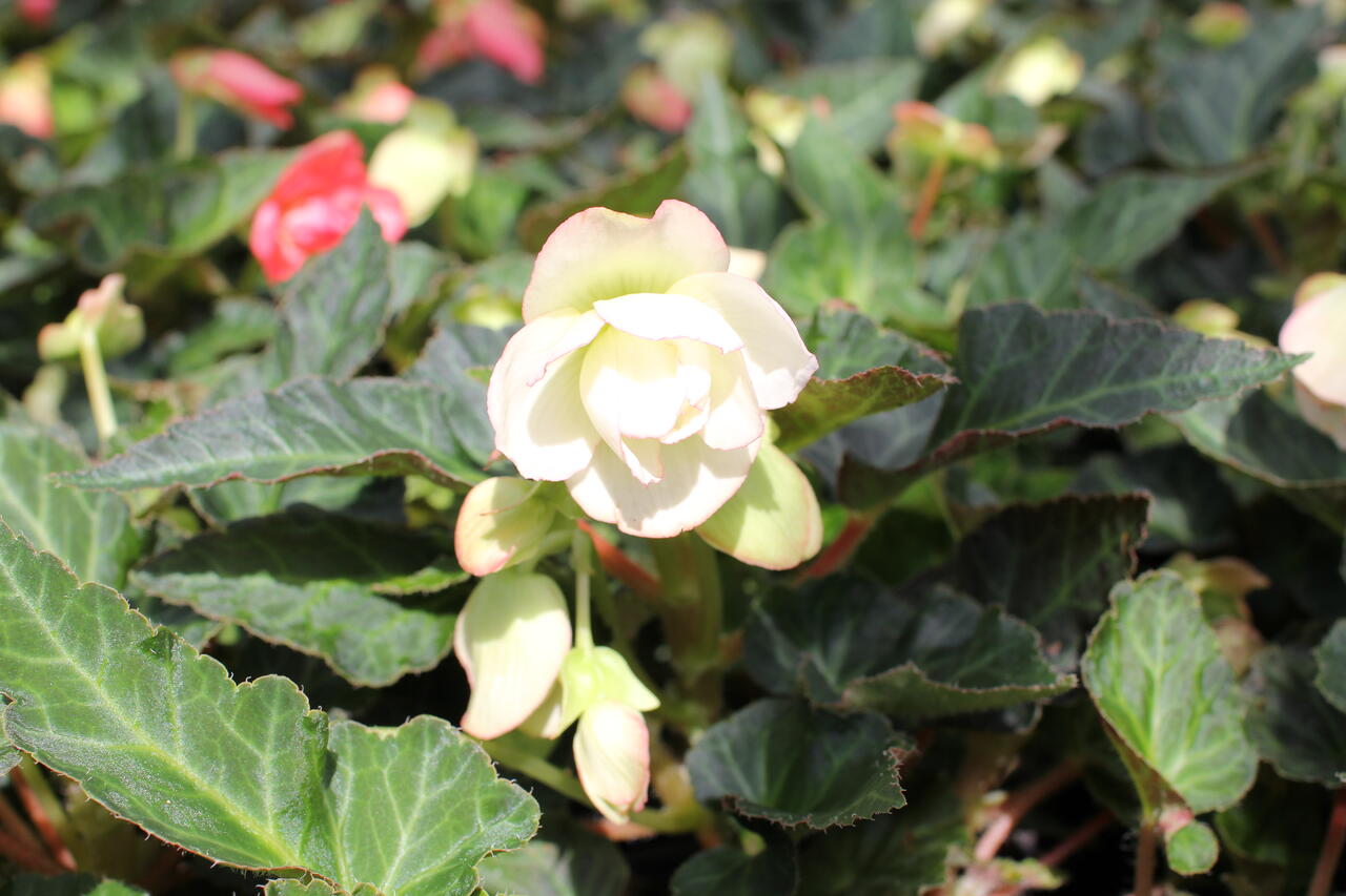 Begónie 'I'conia Miss Montreal' - Begonia 'I'conia Miss Montreal ...