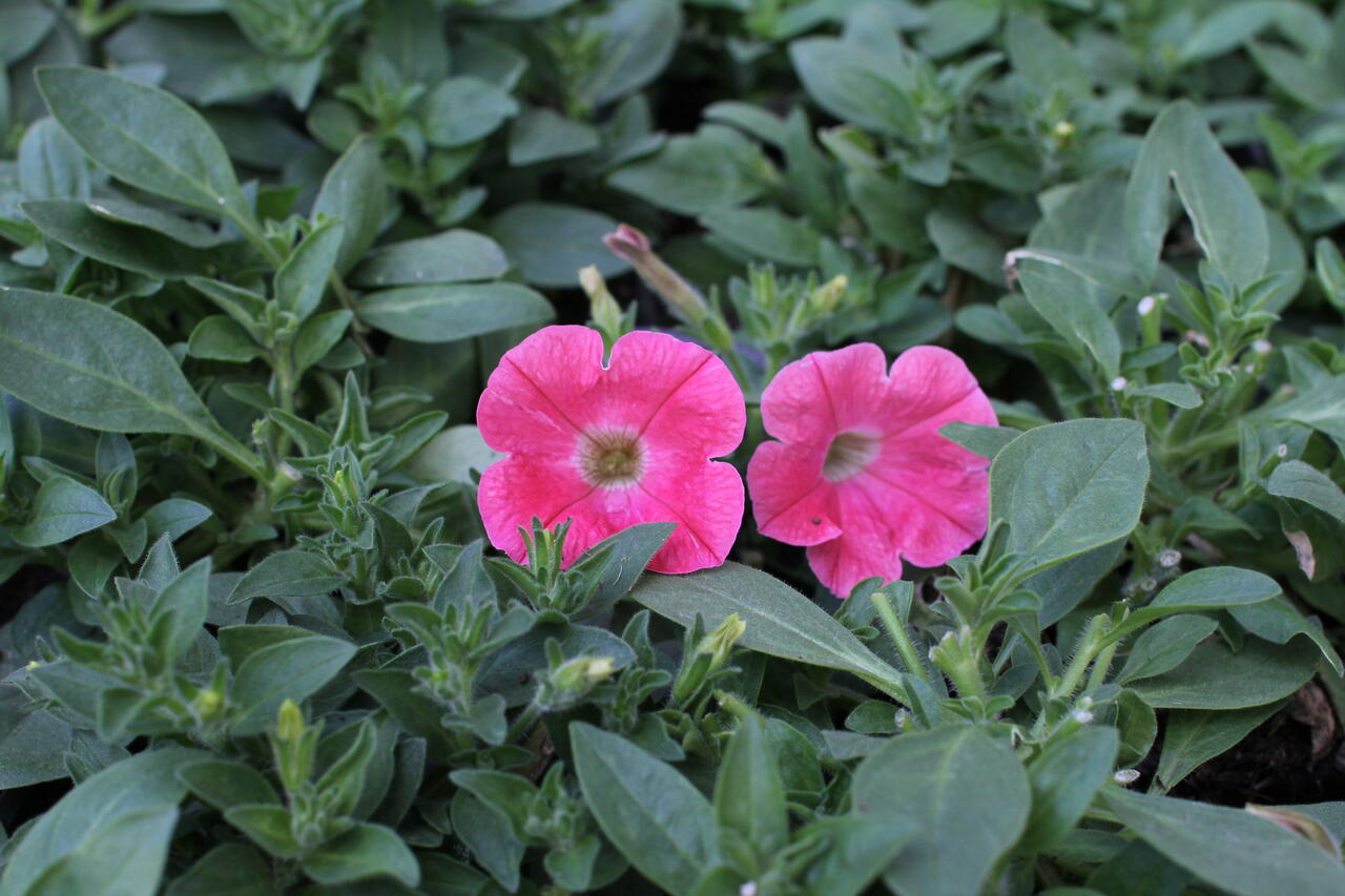 Petúnie 'Capella Coral' - Petunia × atkinsoniana 'Capella Coral ...