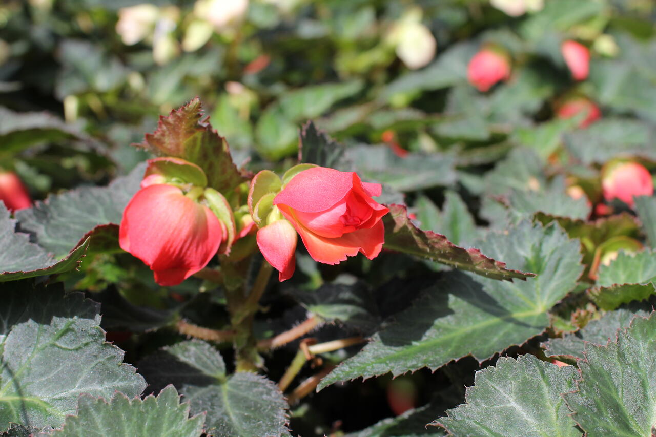 Begónie 'I'conia Miss Miami' - Begonia 'I'conia Miss Miami ...