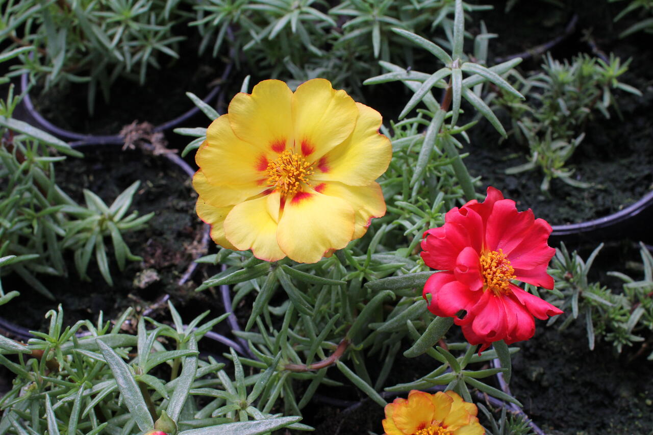 Šrucha 'Macarena Mix' - Portulaca grandiflora 'Macarena Mix ...