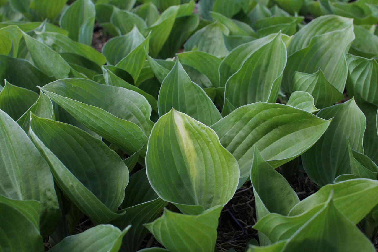 Bohyška 'Mojito' - Hosta 'Mojito' | Zahradnictví FLOS