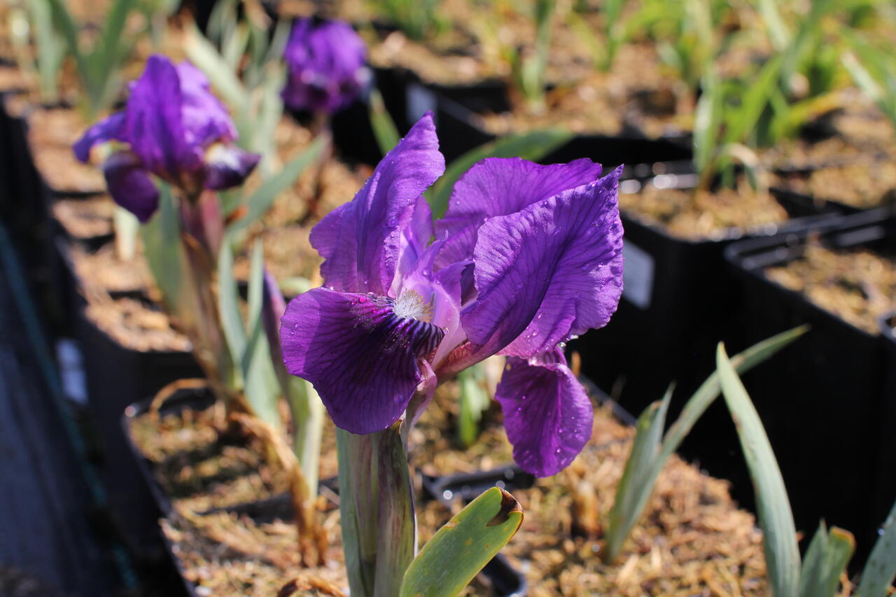 Kosatec nízký 'Cyanea' - Iris barbata-nana 'Cyanea' | Zahradnictví FLOS