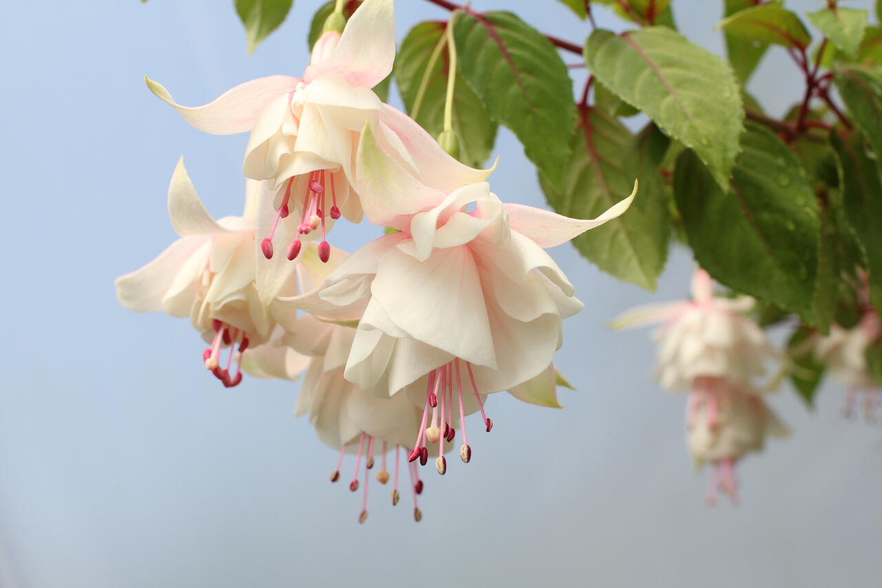 Fuchsie, čílko 'Annabell' - Fuchsia hybrida 'Annabell' | Zahradnictví FLOS