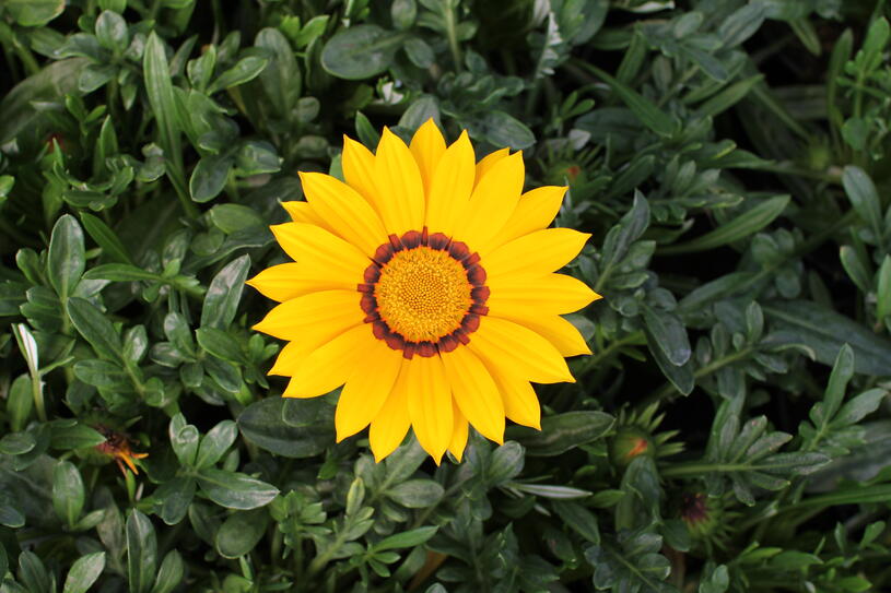 Gazánie zářivá - Gazania rigens Talent Orange, květy, květenství ...
