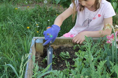 Kavyl péřovitý - Stipa tenuissima | Zahradnictví FLOS