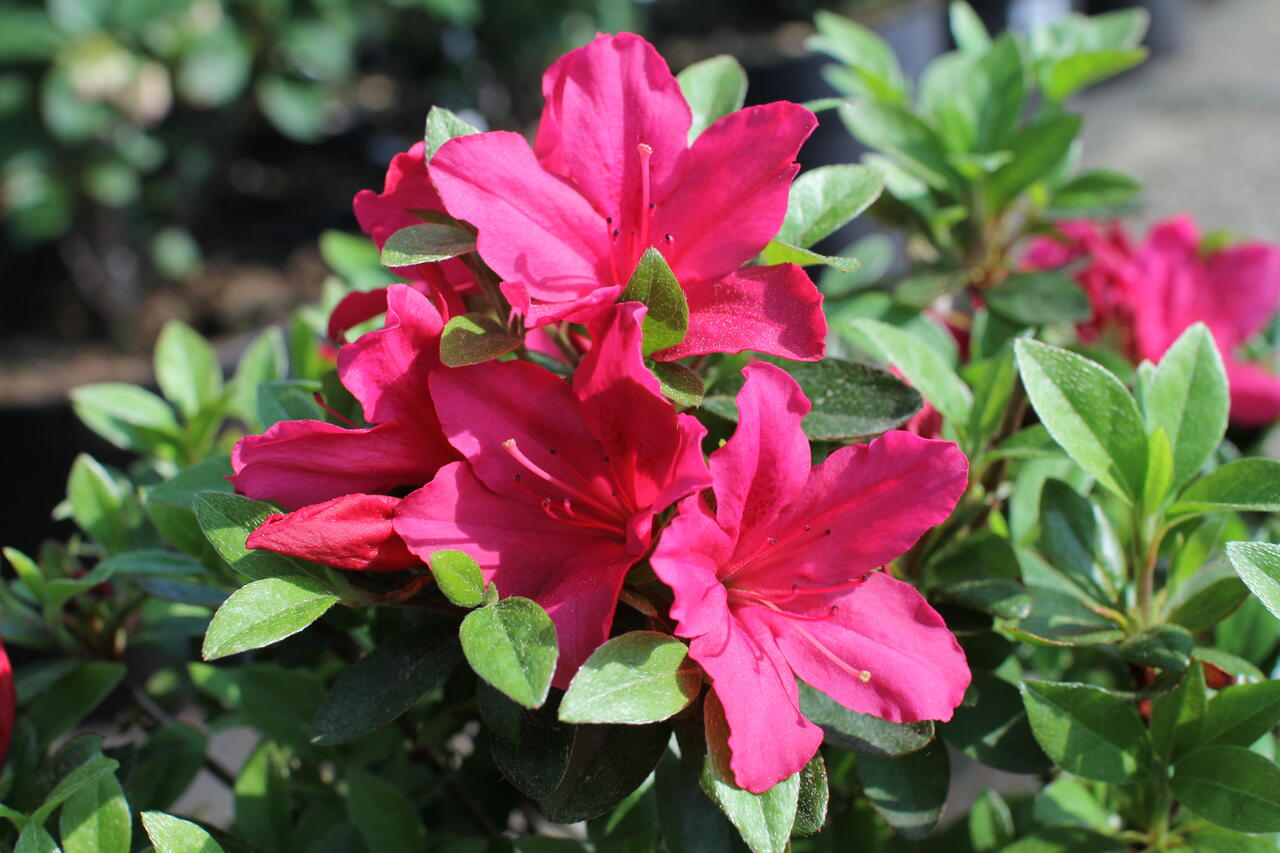 Azalka japonská 'Excelsior' - Azalea japonica 'Excelsior ...