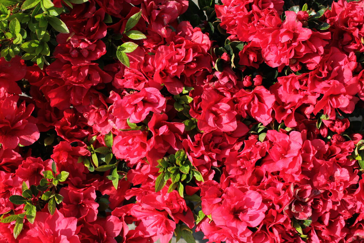 Azalka japonská 'Encore Autumn Fire' - Azalea japonica 'Encore Autumn ...