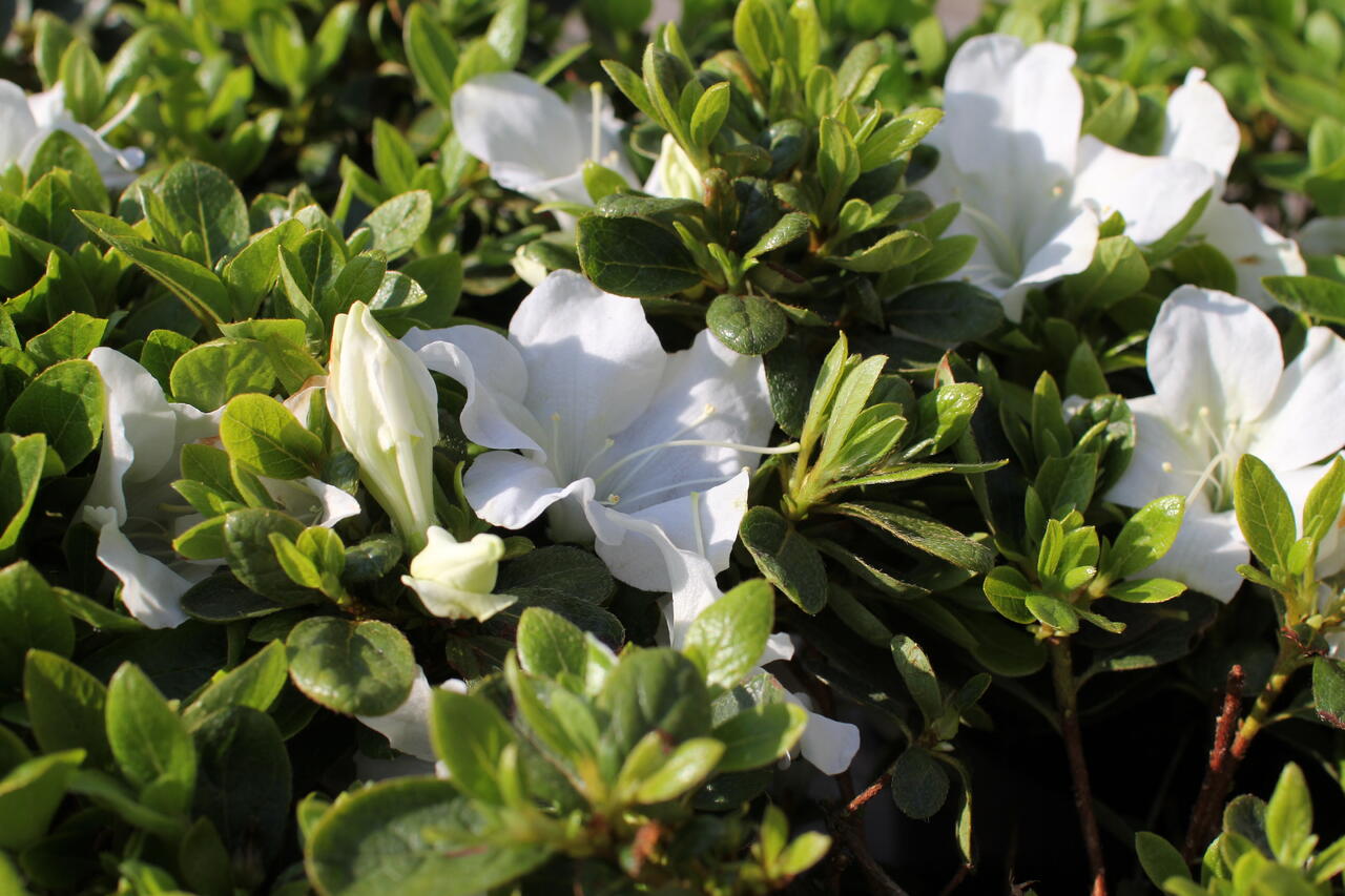 Azalka japonská 'Encore Pure White' - Azalea japonica 'Encore Pure ...