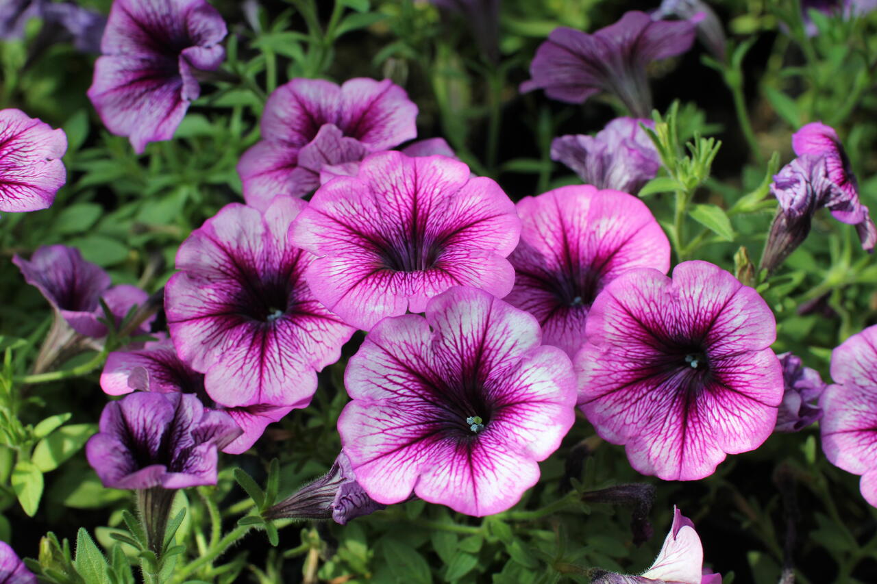 Petúnie 'Cascadias Purple Ice' - Petunia hybrida 'Cascadias Purple Ice ...