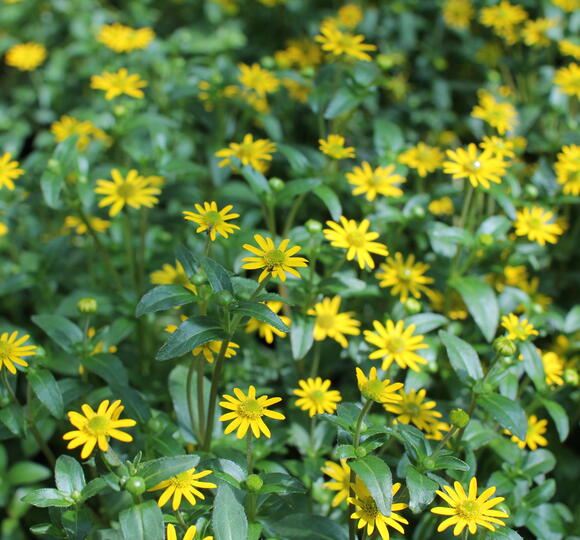 Petúnie 'Cascadias Rim Cherry' - Petunia hybrida 'Cascadias Rim Cherry ...