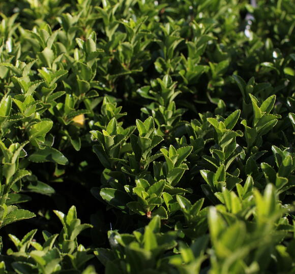 Brslen japonský | Zahradnictví FLOS