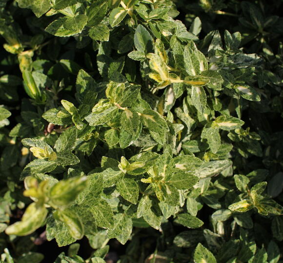 Sazenice brslen - euonymus | Zahradnictví FLOS