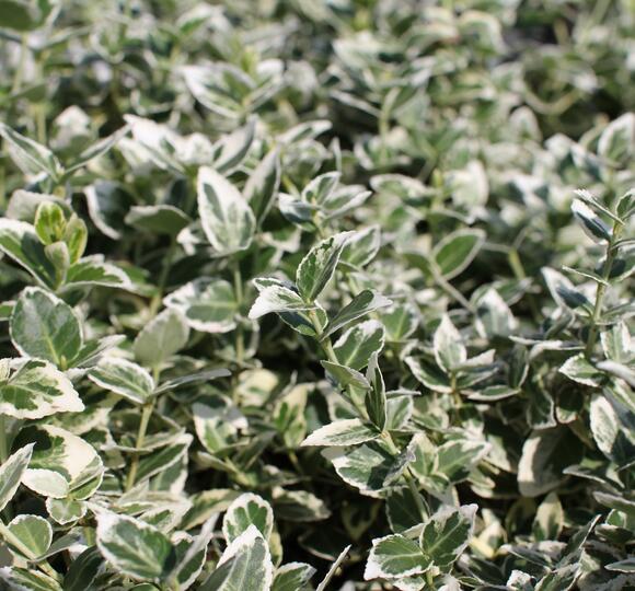 Sazenice brslen - euonymus | Zahradnictví FLOS