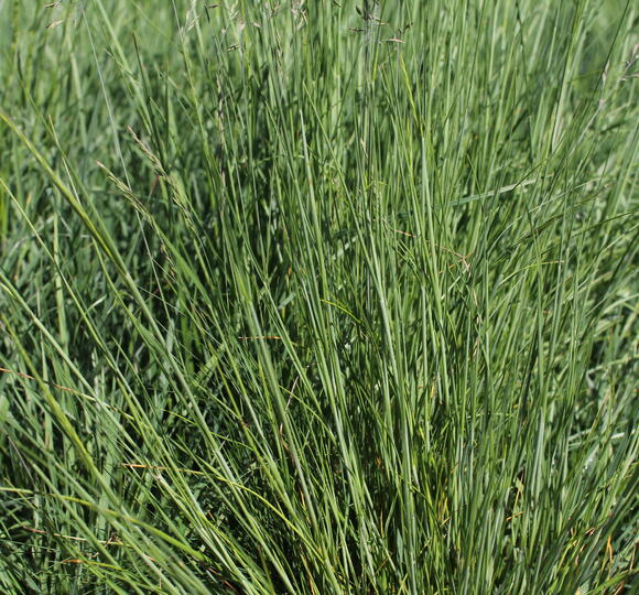 Lipnice luční - Poa pratensis | Zahradnictví FLOS