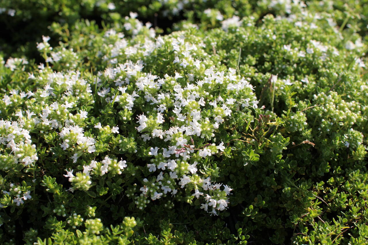 Mateřídouška úzkolistá 'Albus' - Thymus serpyllum 'Albus ...