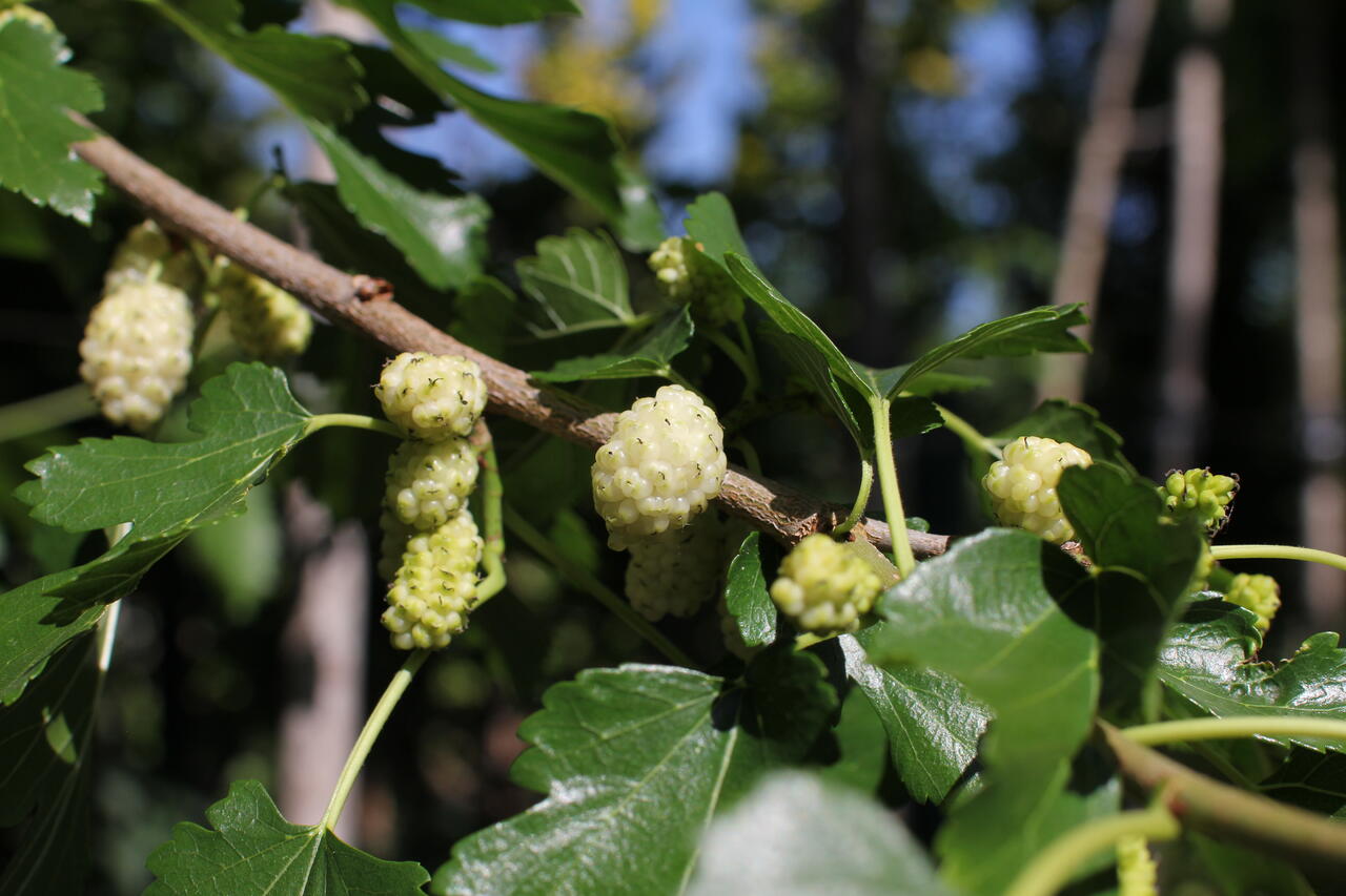 Morušovník bílý - Morus alba | Zahradnictví FLOS