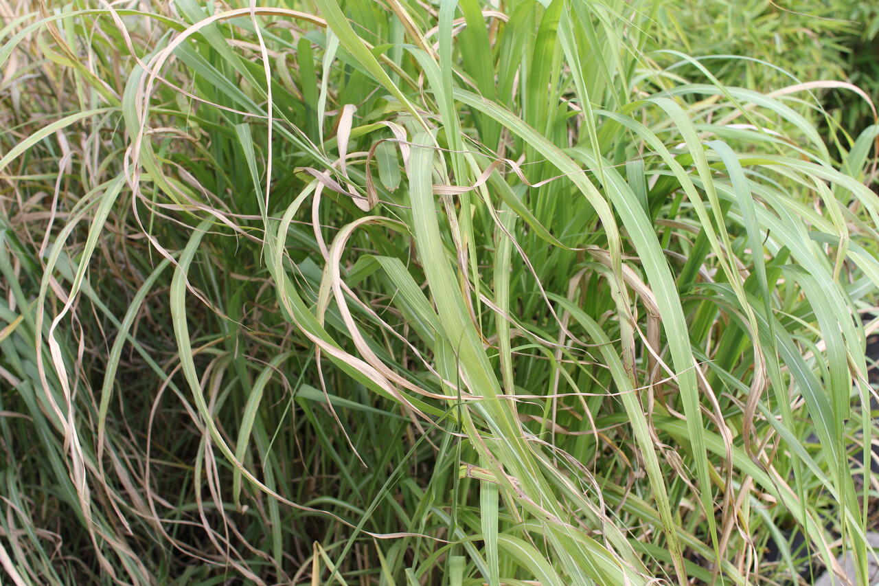 Ozdobnice čínská 'Memory' - Miscanthus sinensis 'Memory' | Zahradnictví ...