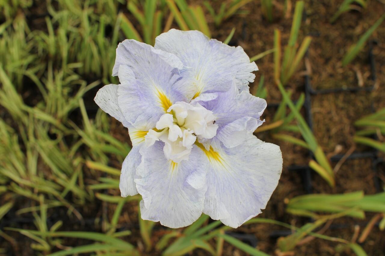 Kosatec mečovitý 'Wave Action' - Iris ensata 'Wave Action ...