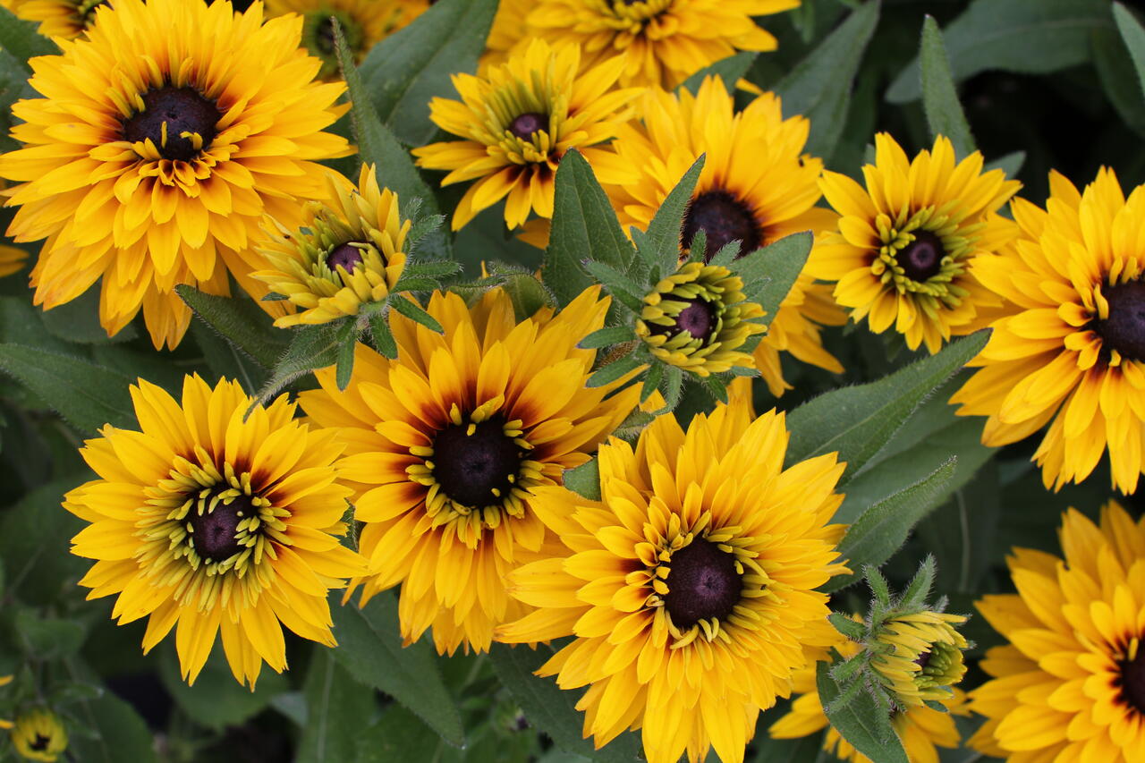 Třapatka 'Summerdaisy's Double Gold' - Rudbeckia hybrida 'Summerdaisy's ...