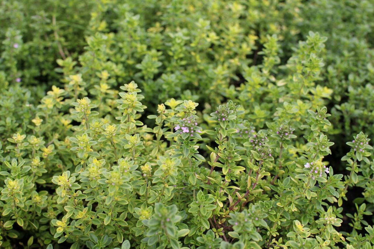 Mateřídouška vejčitá 'Archers Gold' - Thymus pulegioides 'Archers Gold ...