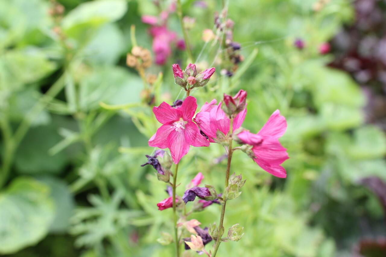 Slézovník 'Croftway Red' - Sidalcea 'Croftway Red' | Zahradnictví FLOS