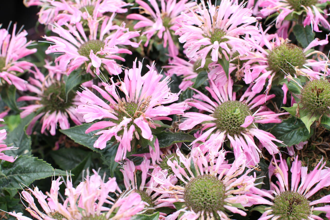 Zavinutka 'Sugar Buzz Pink Frosting'' - Monarda 'Sugar Buzz Pink ...
