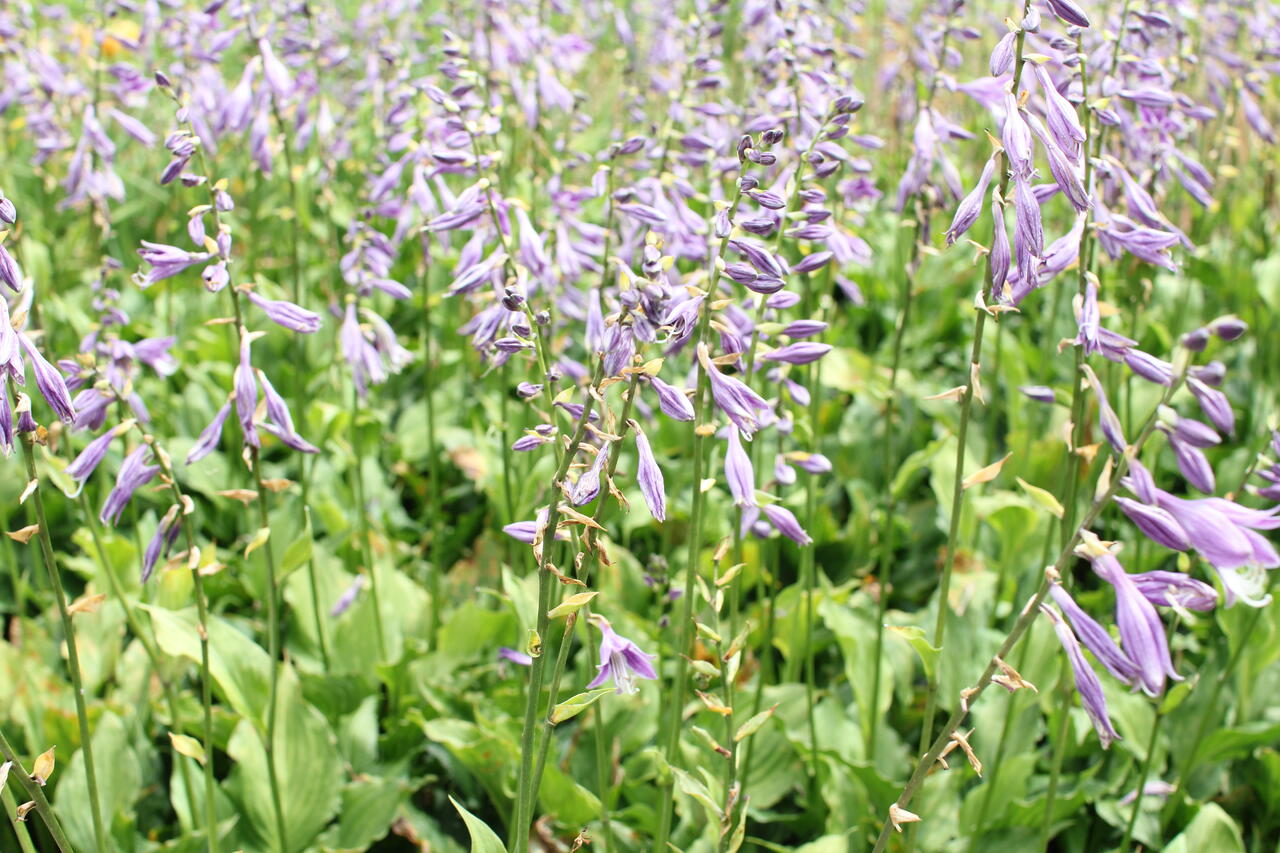 Bohyška 'Stirfry' - Hosta 'Stirfry' | Zahradnictví FLOS
