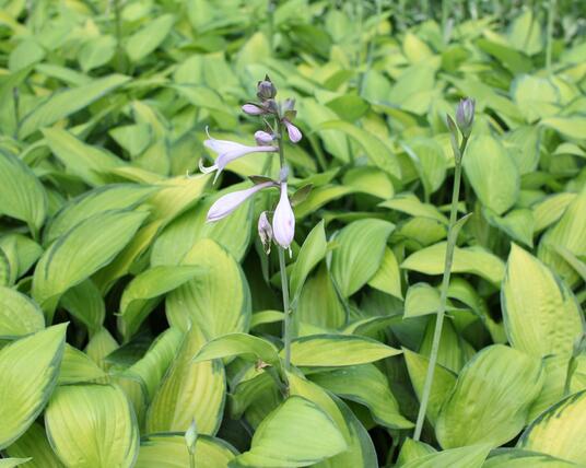 Výsledky vyhledávání rainbows+end+hosta | Zahradnictví FLOS