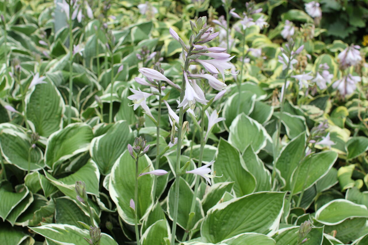 Bohyška 'Fragrant Dream' - Hosta 'Fragrant Dream' | Zahradnictví FLOS