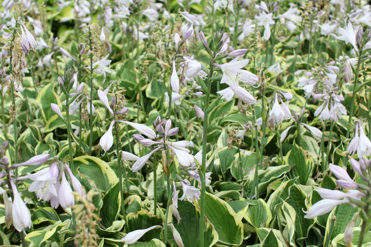 Bohyška 'Anne' - Hosta 'Anne' | Zahradnictví FLOS