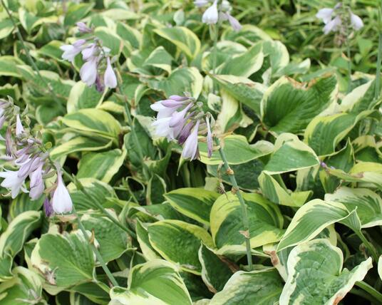 Výsledky vyhledávání rainbows+end+hosta | Zahradnictví FLOS
