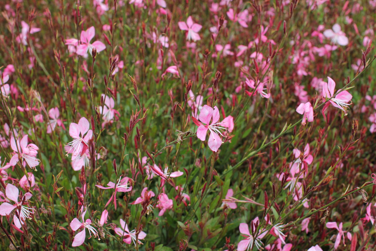Svíčkovec 'Tutti Frutti' - Gaura lindheimeri 'Tutti Frutti ...