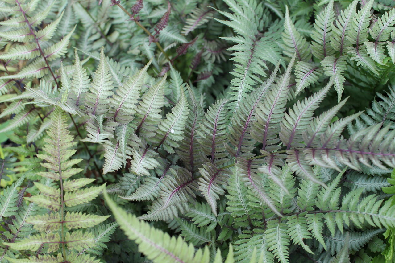 Papratka japonská 'Metallicum' - Athyrium niponicum 'Metallicum ...