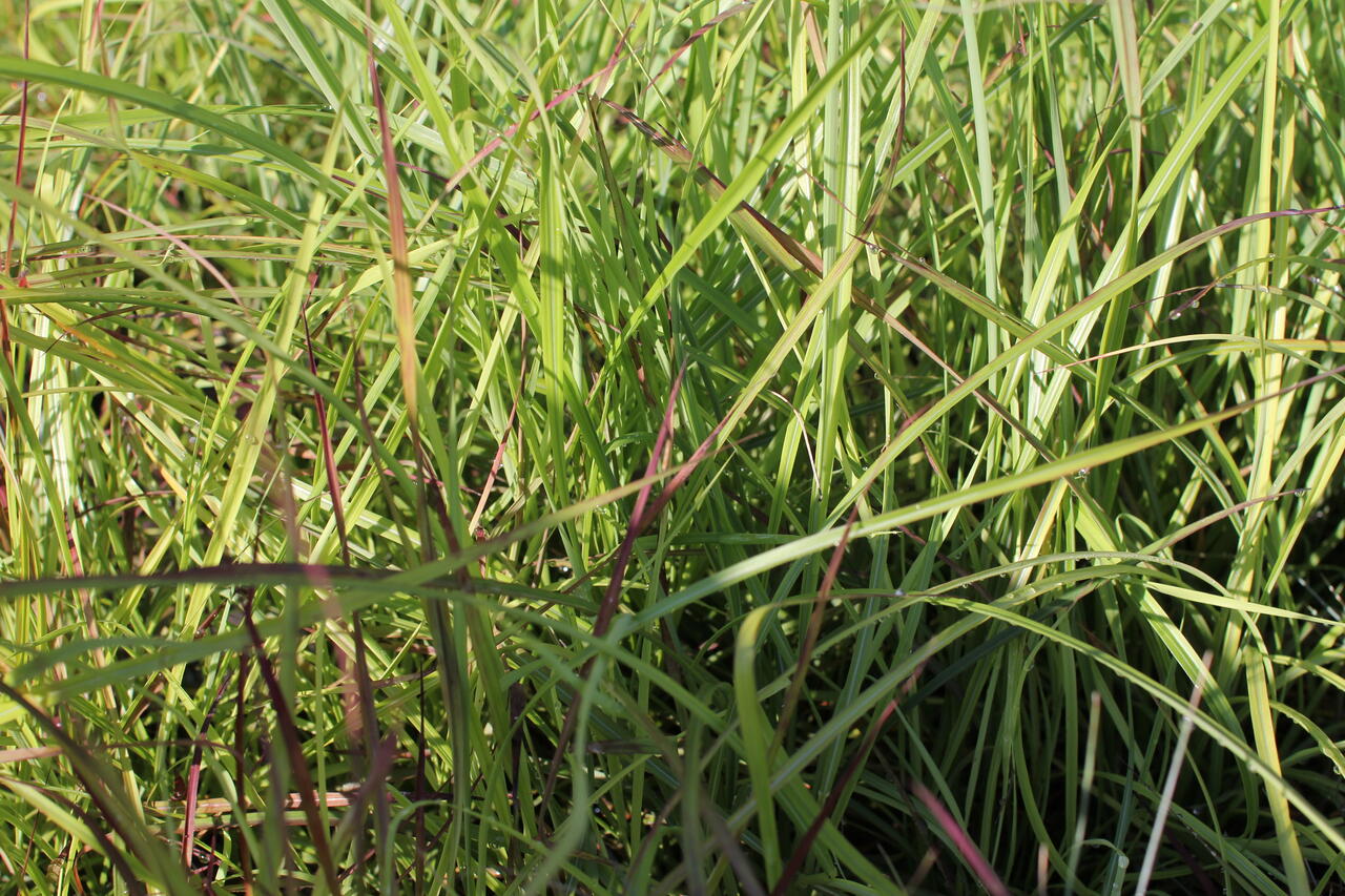Ozdobnice čínská 'Ruby Cute' - Miscanthus sinensis 'Ruby Cute ...