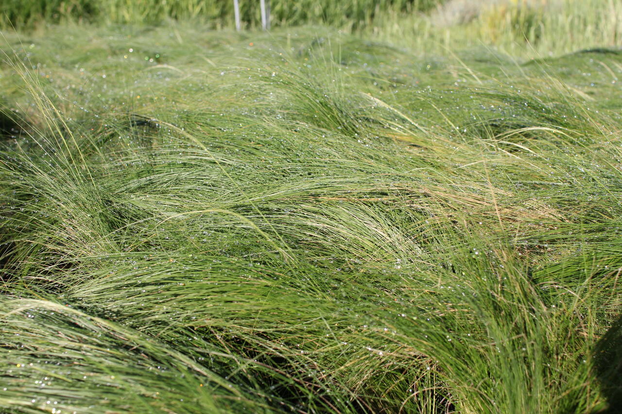 Kavyl péřovitý 'Ponytails' - Stipa tenuissima 'Ponytails ...