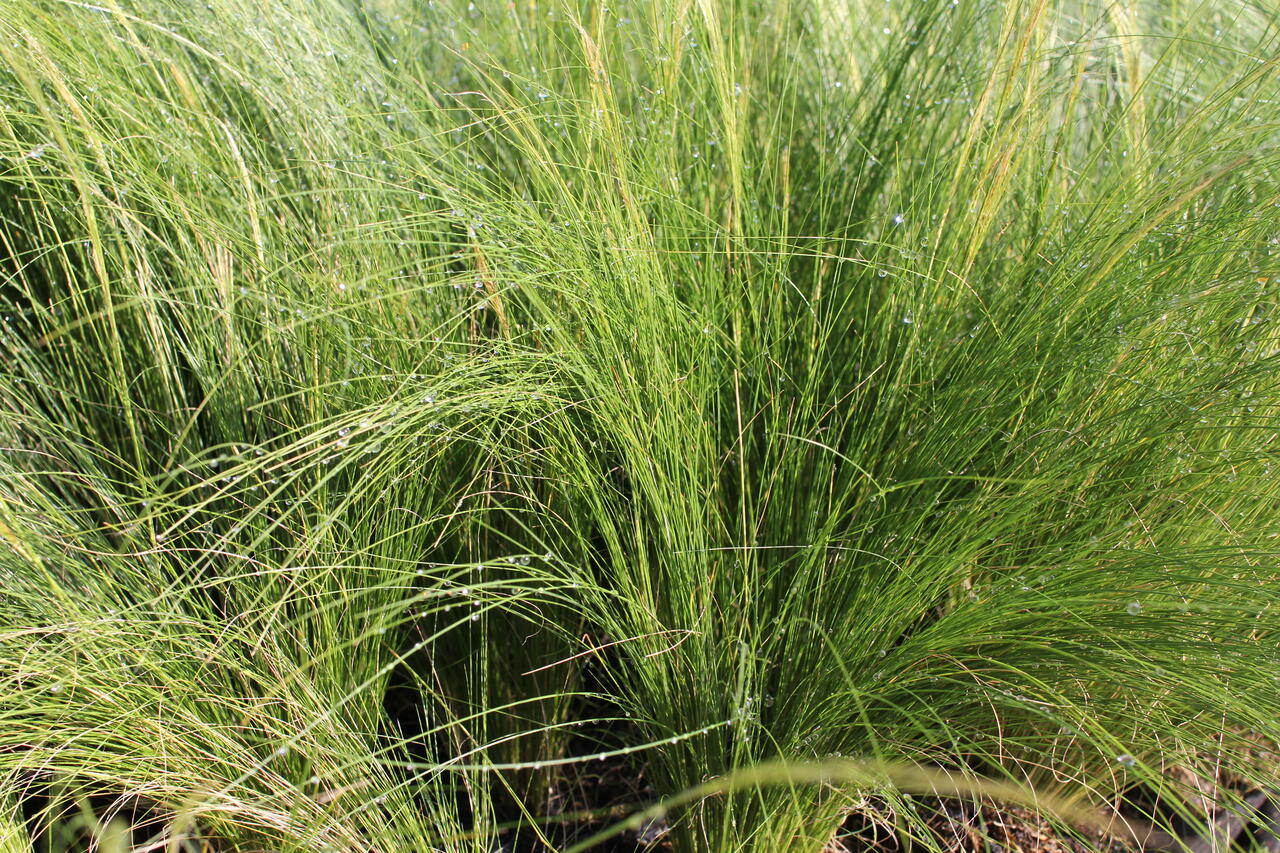 Kavyl péřovitý - Stipa tenuissima | Zahradnictví FLOS