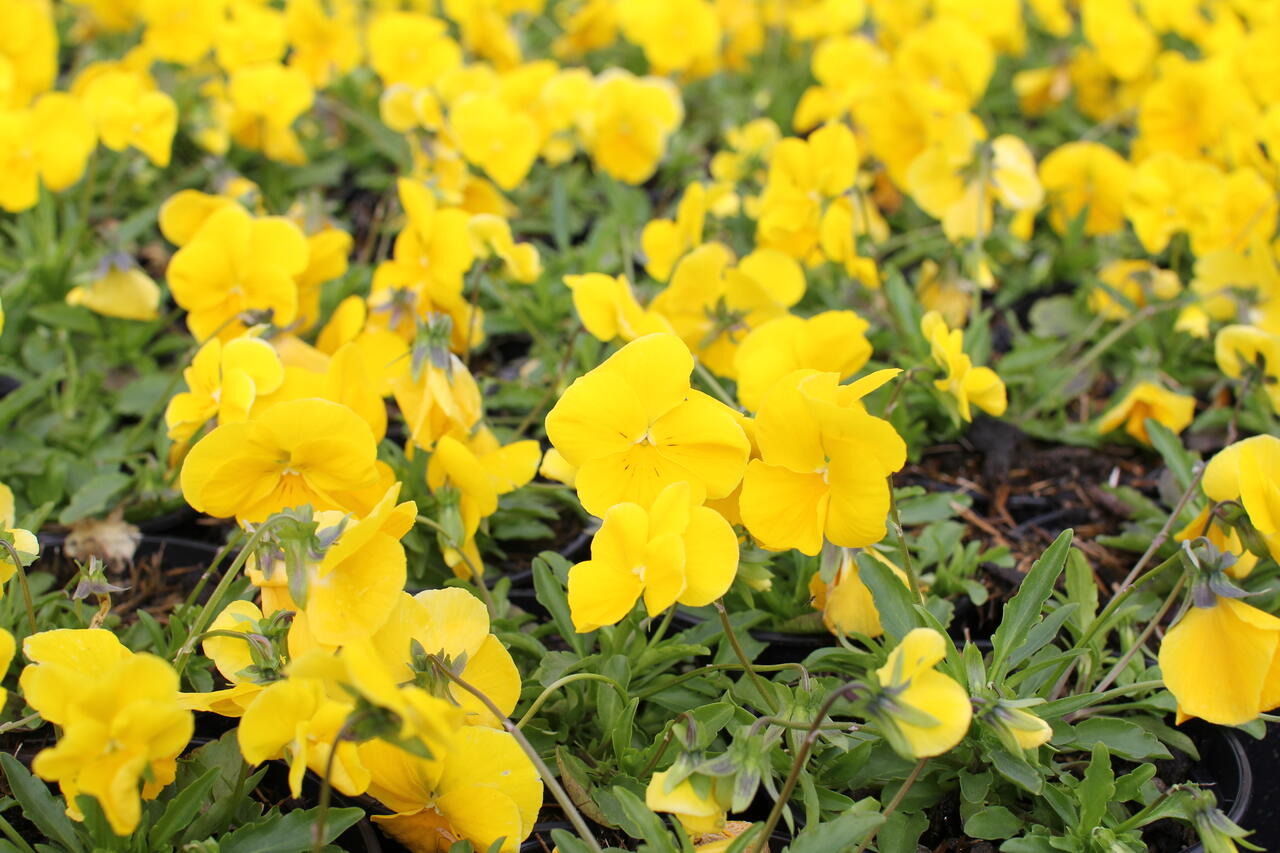 Violka, maceška 'Volante Yellow' - Viola wittrockiana 'Volante Yellow ...