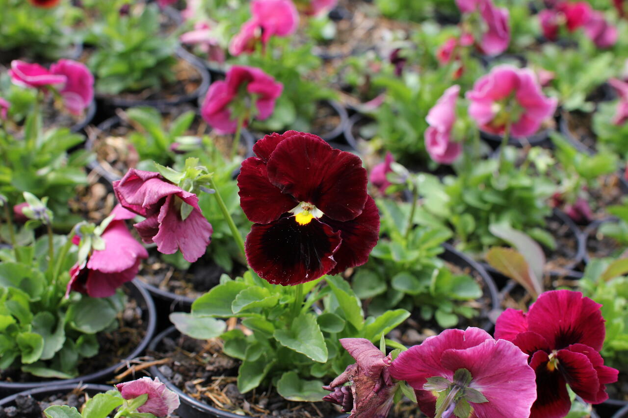 Violka zahradní, maceška 'Carneval Rose with Blotch' - Viola ...
