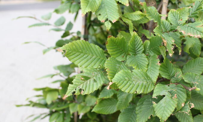 Orobinec sítinovitý - Typha laxmannii | Zahradnictví FLOS