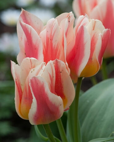Tulipán Greigův 'Quebec' - Tulipa Greigii 'Quebec' | Zahradnictví FLOS