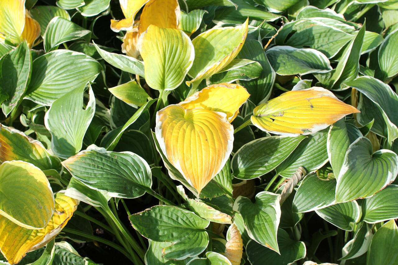 Bohyška 'Fragrant Dream' - Hosta 'Fragrant Dream' | Zahradnictví FLOS
