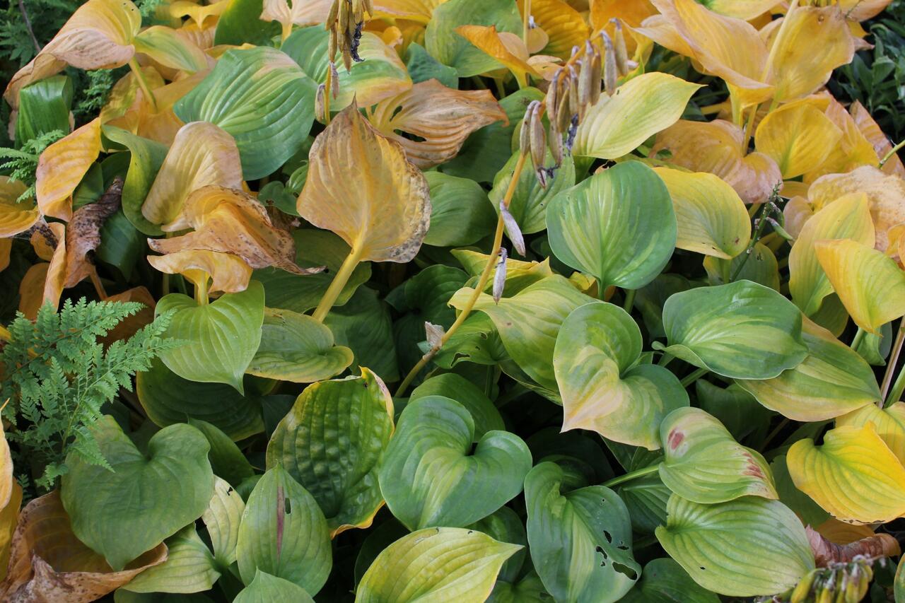 Bohyška 'Banana Kid' - Hosta 'Banana Kid' | Zahradnictví FLOS