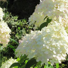 Hortenzie latnatá 'Mega Pearl' - Hydrangea paniculata 'Mega Pearl' | Zahradnictví FLOS