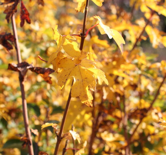 Žlutě kvetoucí rostliny | Zahradnictví FLOS