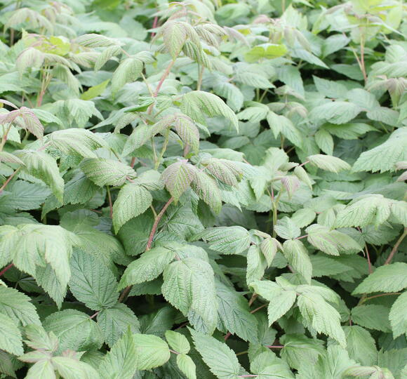 Maliníky | Zahradnictví FLOS