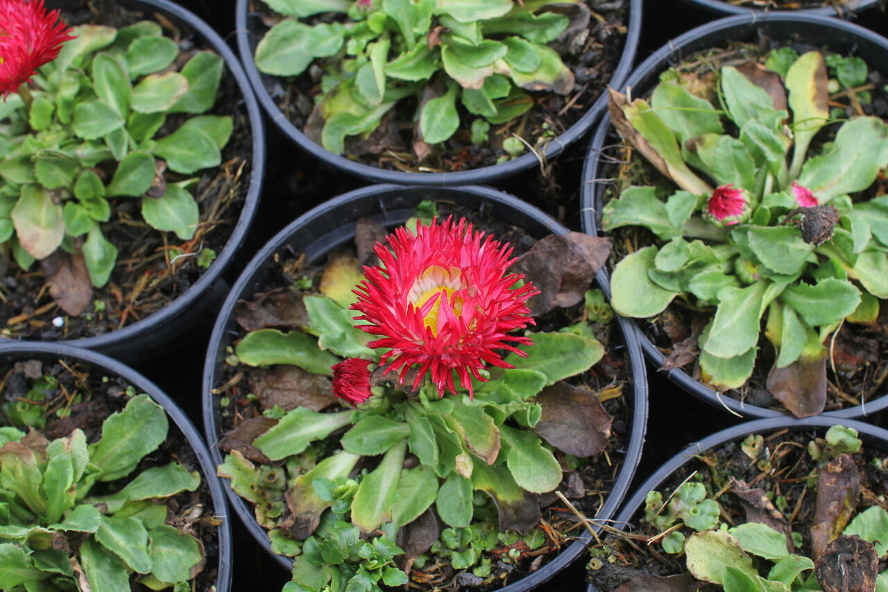 Sedmikráska chudobka 'Beluga Bicolor Red' - Bellis perennis 'Beluga ...