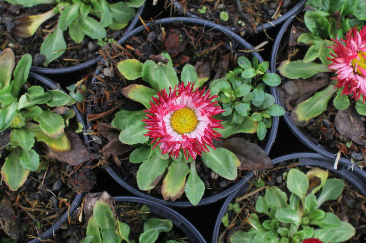 Sedmikráska chudobka 'Beluga Bicolor Rose' - Bellis perennis 'Beluga ...