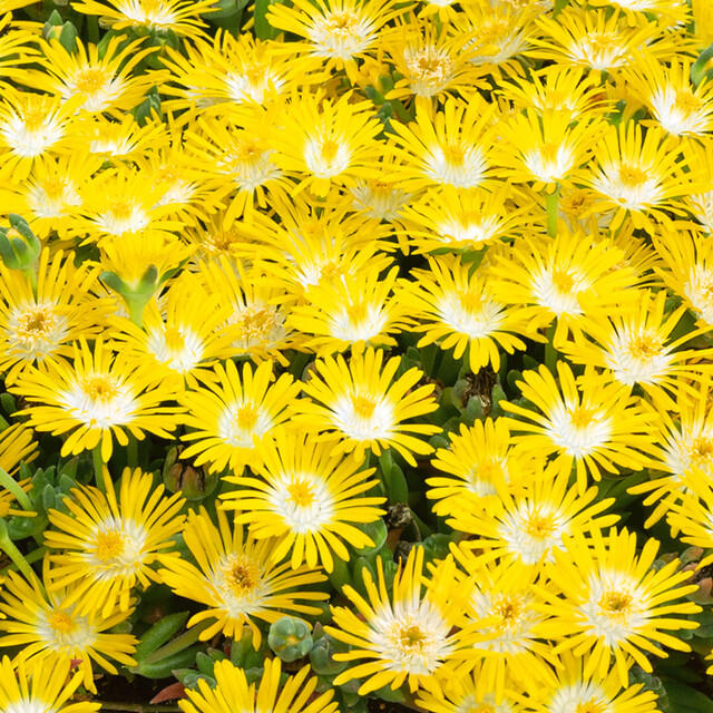 Kosmatec 'Suntropics Yellow' - Delosperma cultivars 'Suntropics Yellow ...