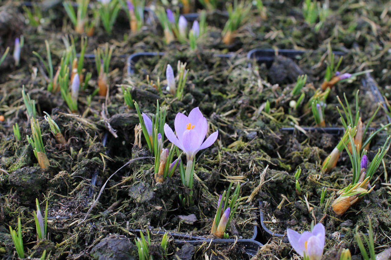 Krokus, šafrán botanický sieberi 'Firefly' - Crocus sieberi 'Firefly ...