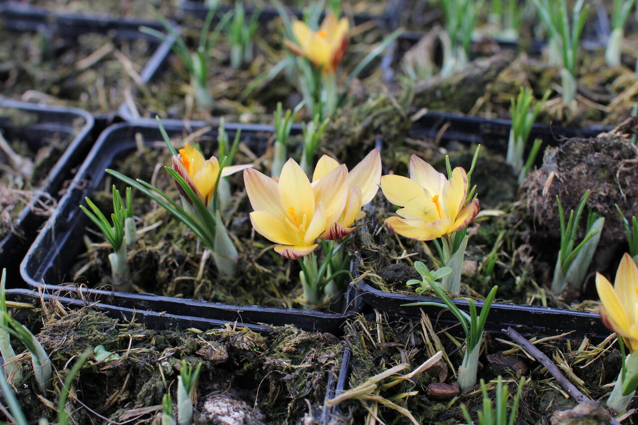 Krokus, šafrán 'Advance' - Crocus chrysanthus 'Advance' | Zahradnictví FLOS